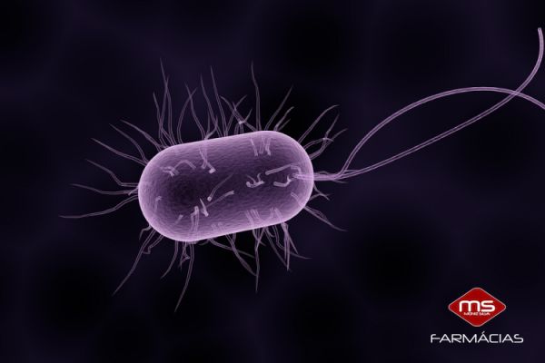 Febre Tifóide - Causas, Sintomas e Prevenção - Farmácias MonizSilva