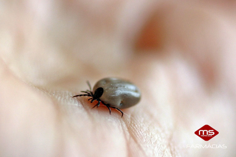 Pulgas: Causas, Sintomas e Prevenção - Farmácias MonizSilva
